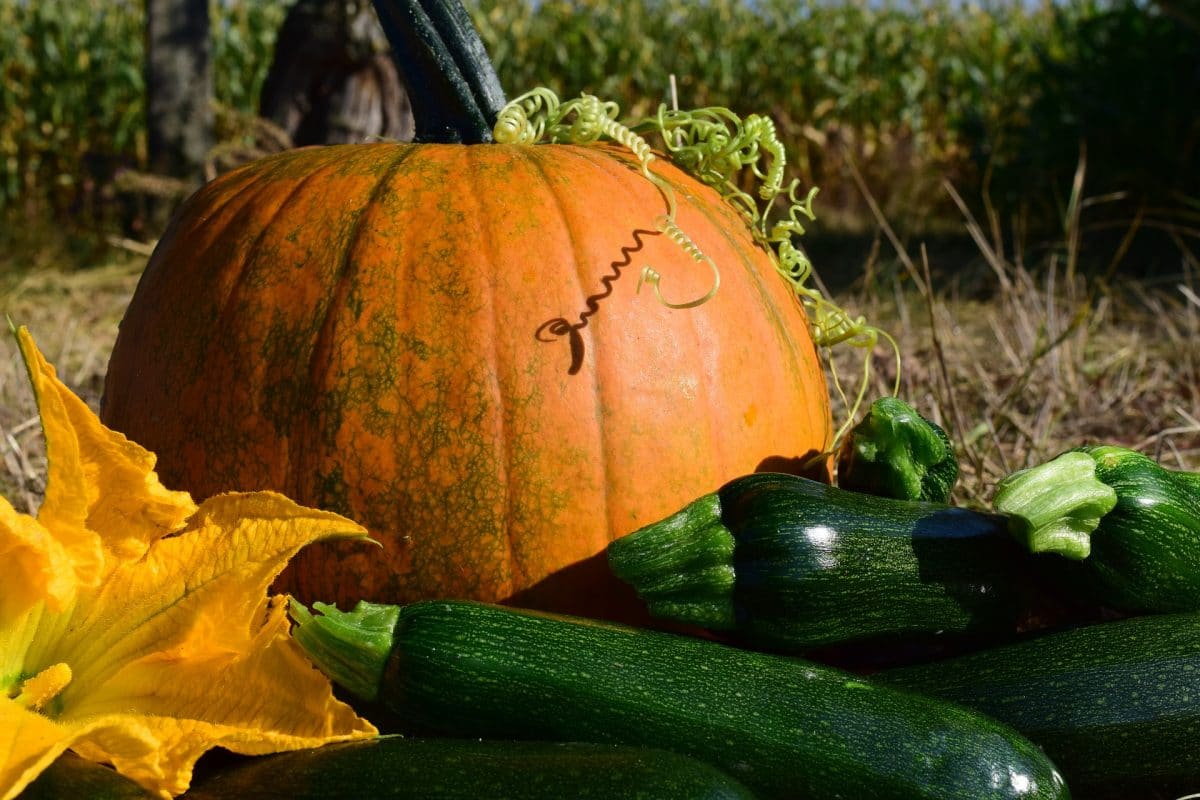 Top 7 Delish Zucchini Recipes